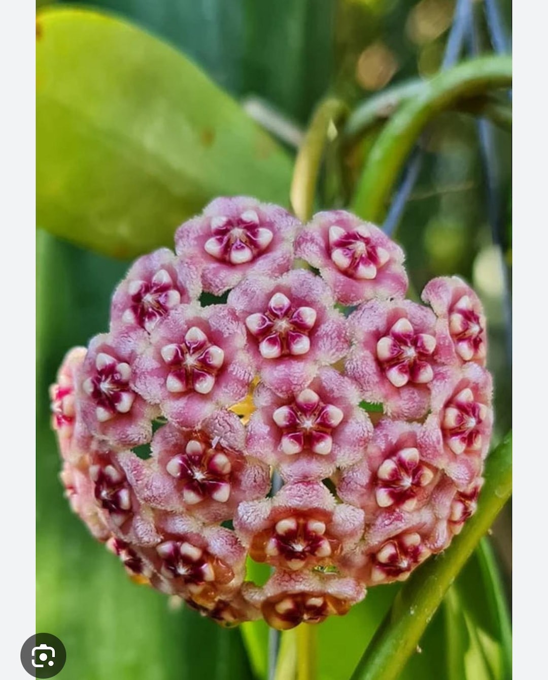 Hoya Meliflua – Thick Leaves, Vining Beauty, Easy-care Tropical ...