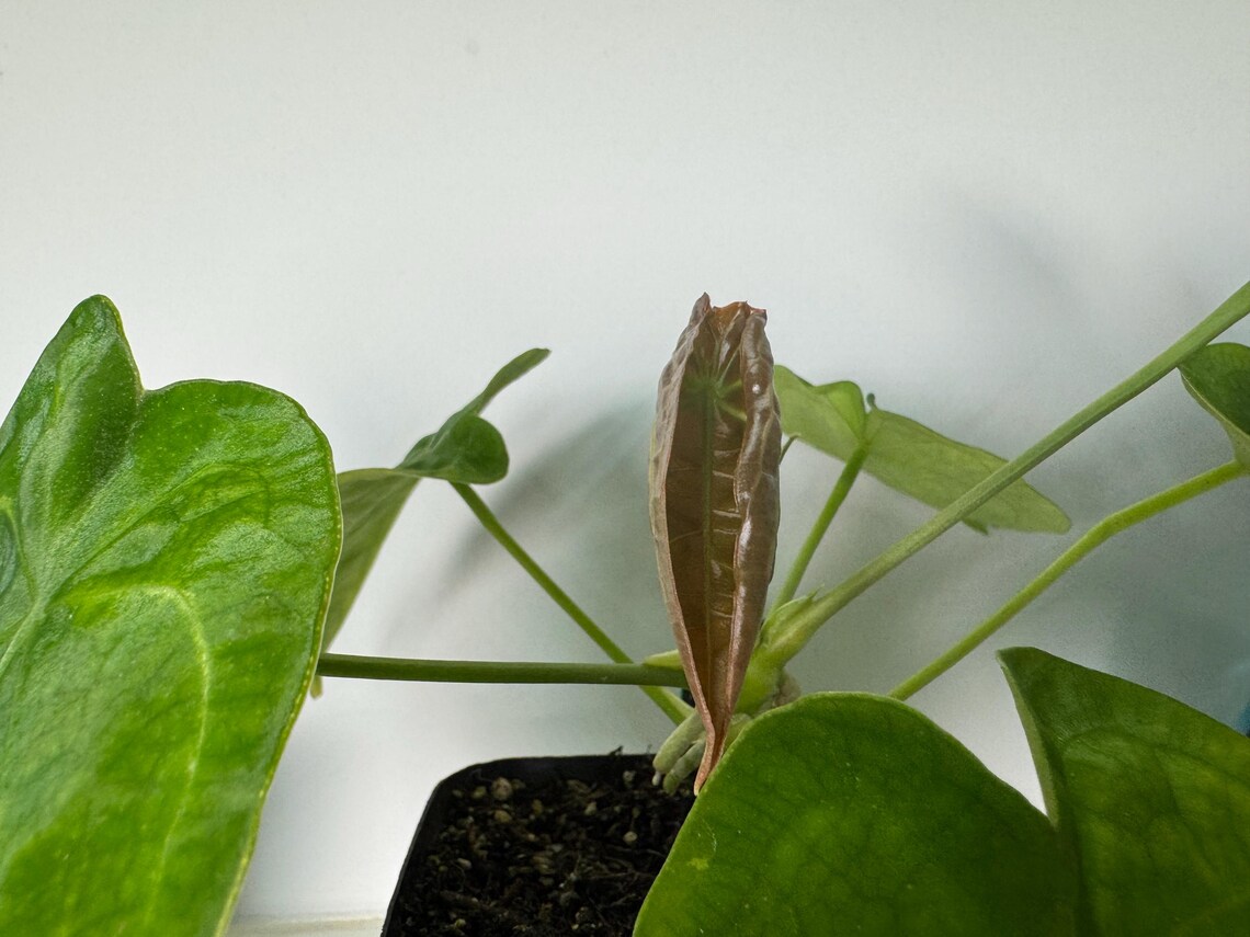 Rare Anthurium Forgetti Hybrid: Collector's Aroid - Etsy