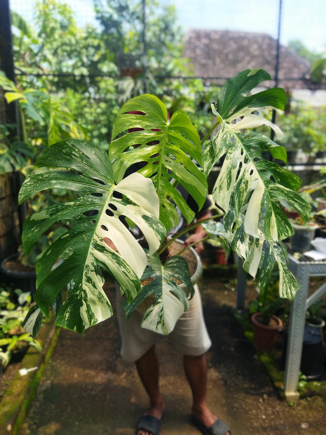 Monstera Albo White Tiger Variegated Big Size | Live Tropical Plant ...