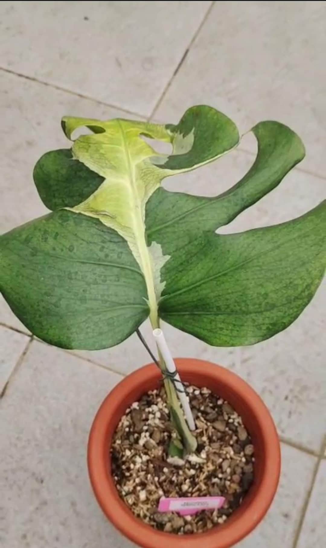 Real Picture Monstera White Lava Variegated Rare Plants - Etsy