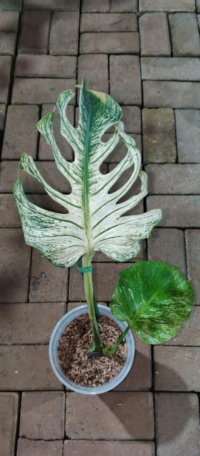 Rare Plant Monstera Devil Monster Deliciosa Variegated | Real Picture ...