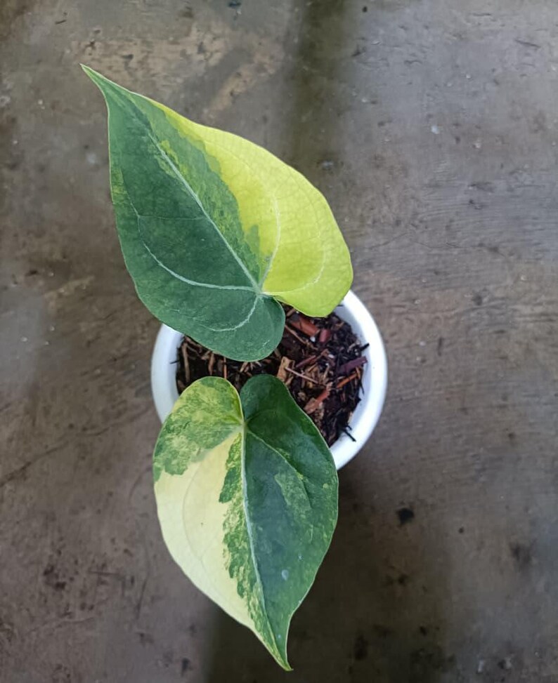 Anthurium Forgetii Hybrid Variegated | Live Tropical Plant| Real ...