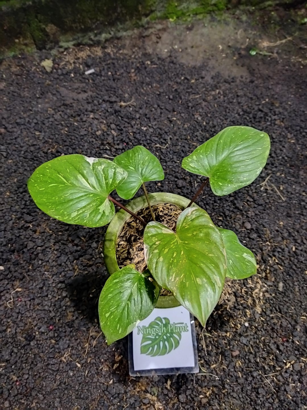 Homalomena Thai Stardust Variegated Real Picture - Etsy