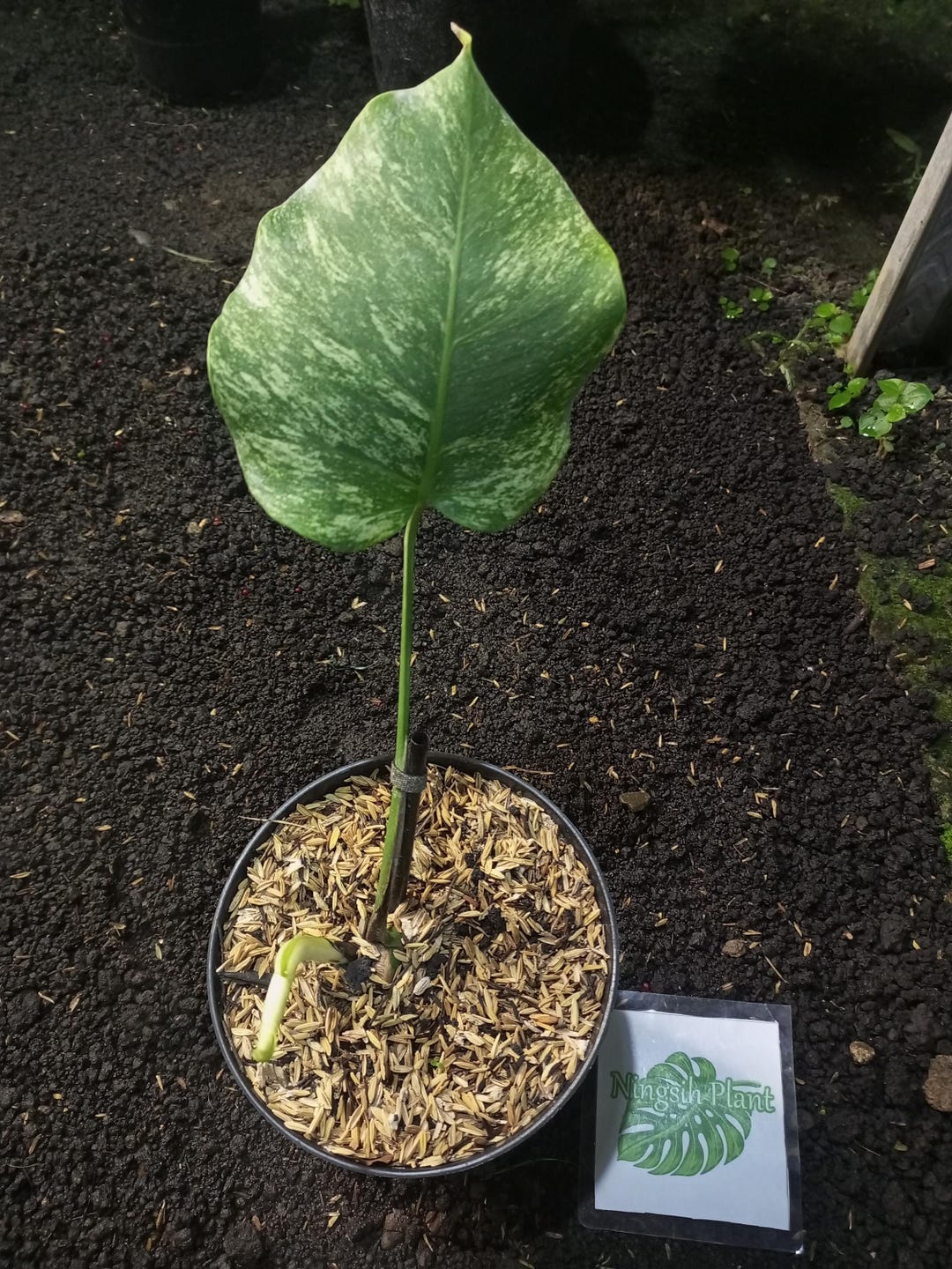 Monstera Devil Monster White Mint Variegated 1 Leaf Real Picture - Etsy