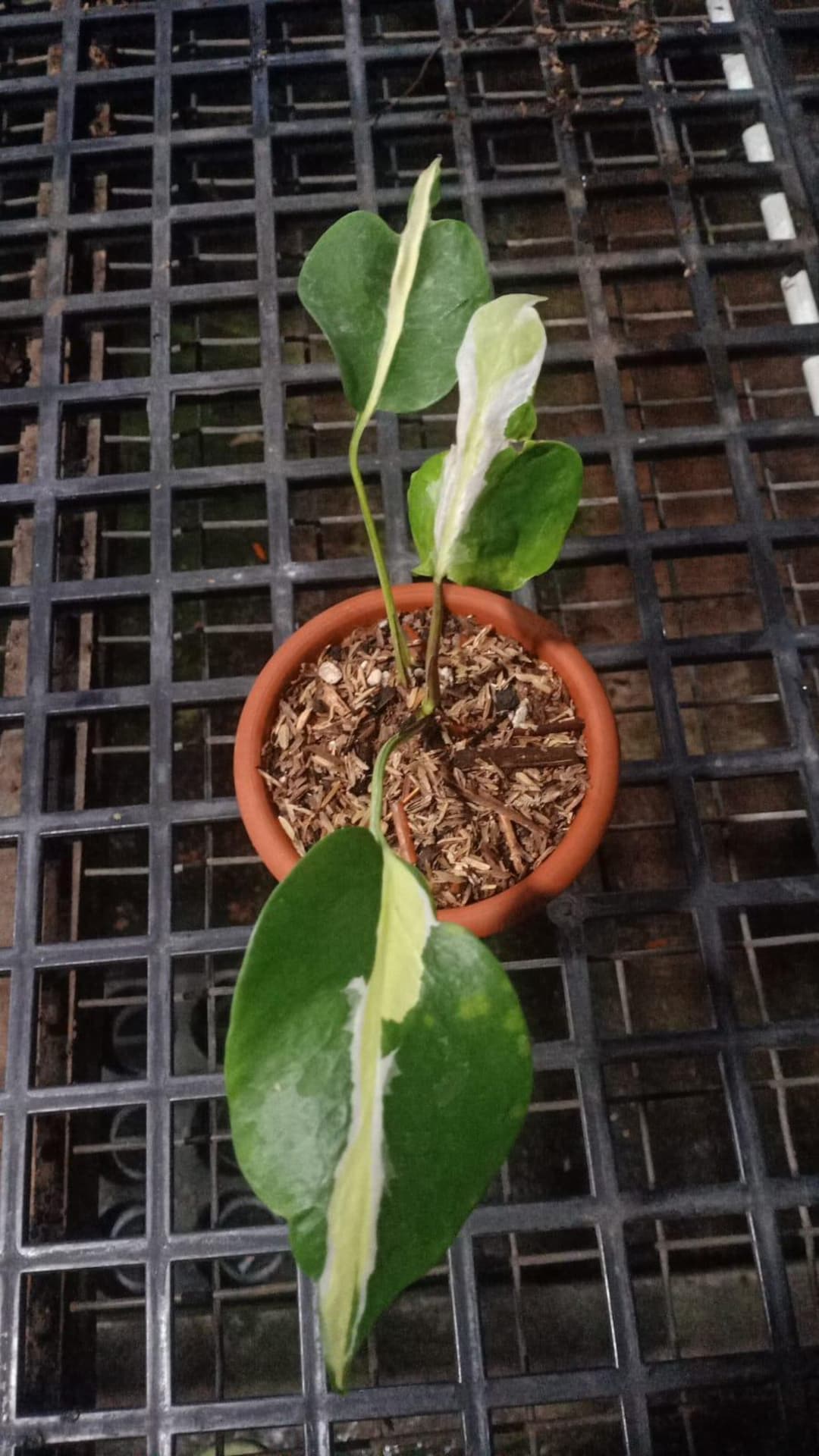 Monstera White Lava Variegated Rare Plants Real Picture - Etsy