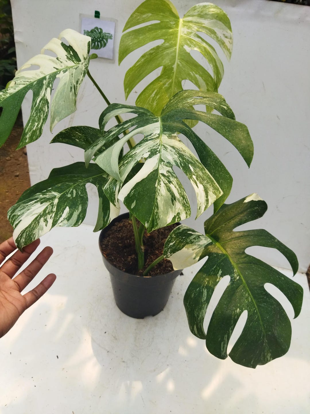 Real Pict Monstera Albo White Tiger Variegated| Live Tropical Plant ...