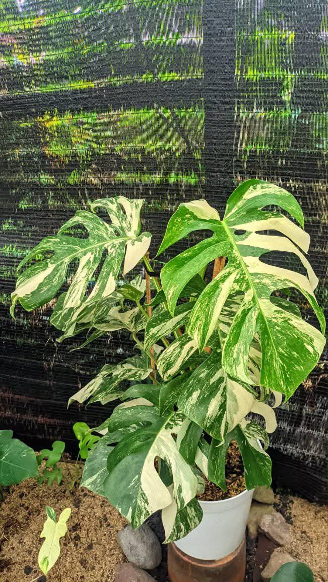 Real Picture Monstera Albo White Tiger Variegated - Etsy