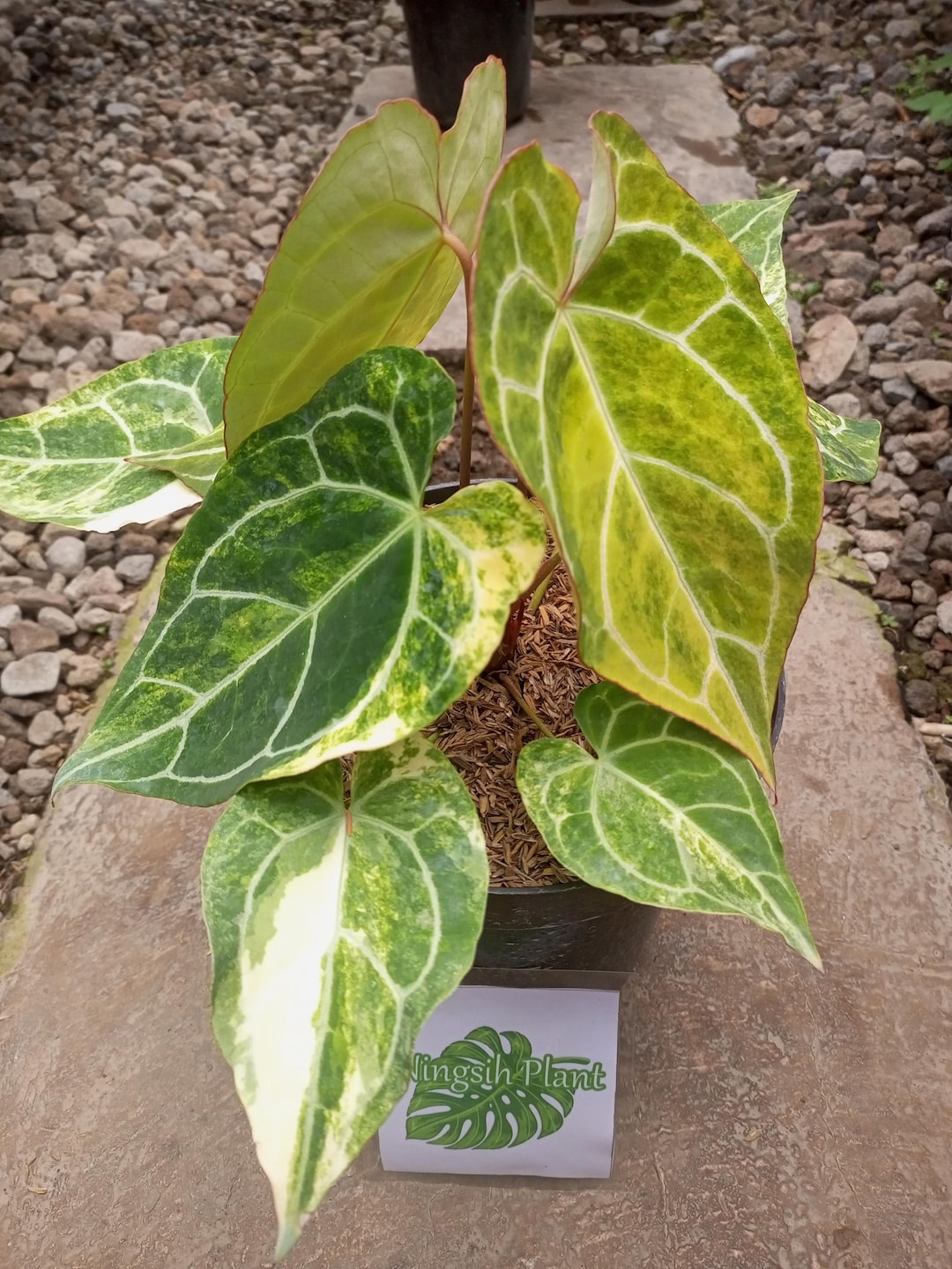 Anthurium Crystallinum Variegated Real Picture - Etsy