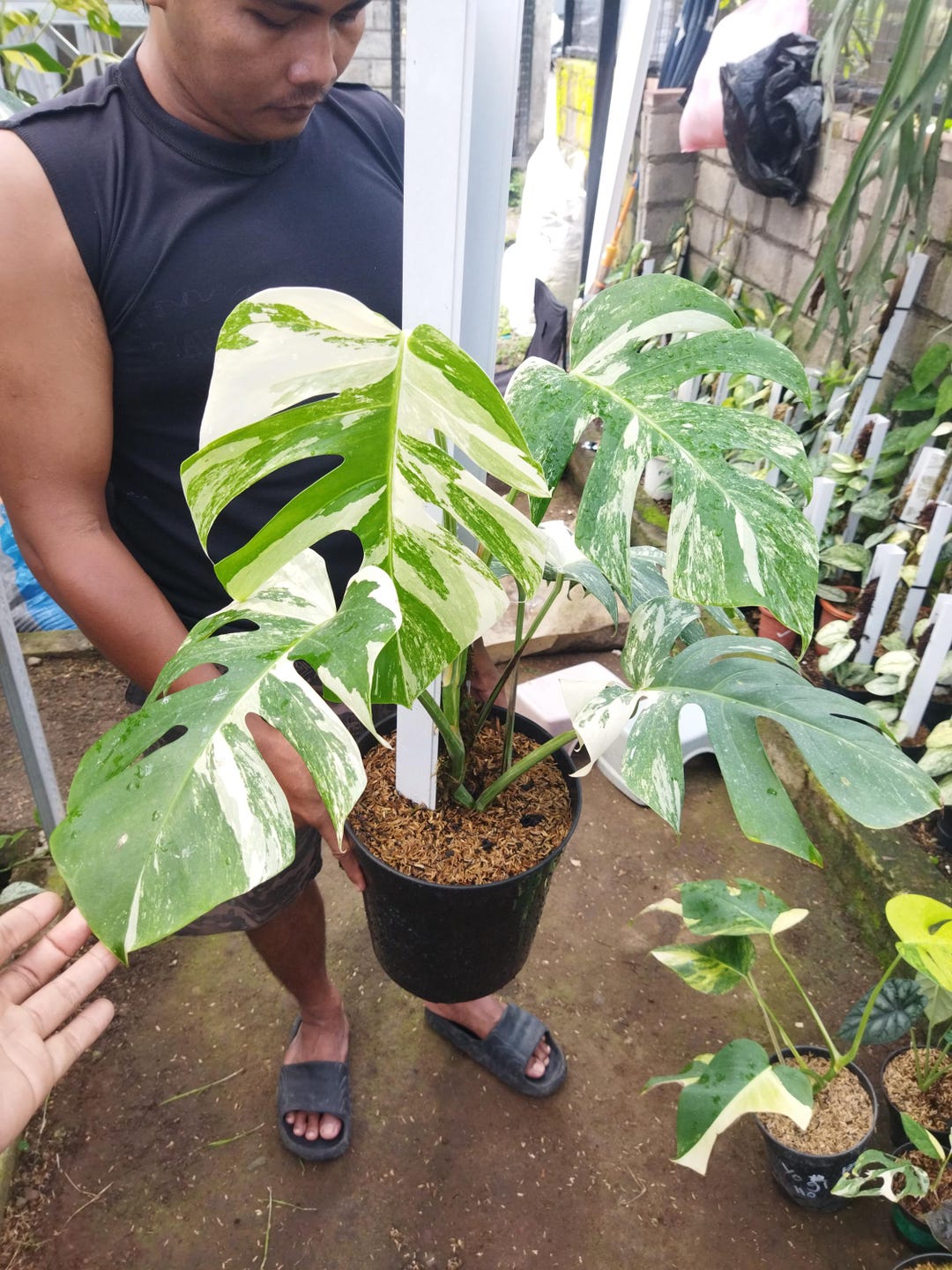 Real Picture Monstera Albo White Tiger Variegated Large Size - Etsy