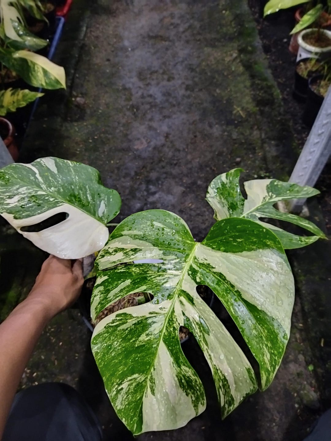 Monstera Albo White Tiger Variegated Real Picture - Etsy