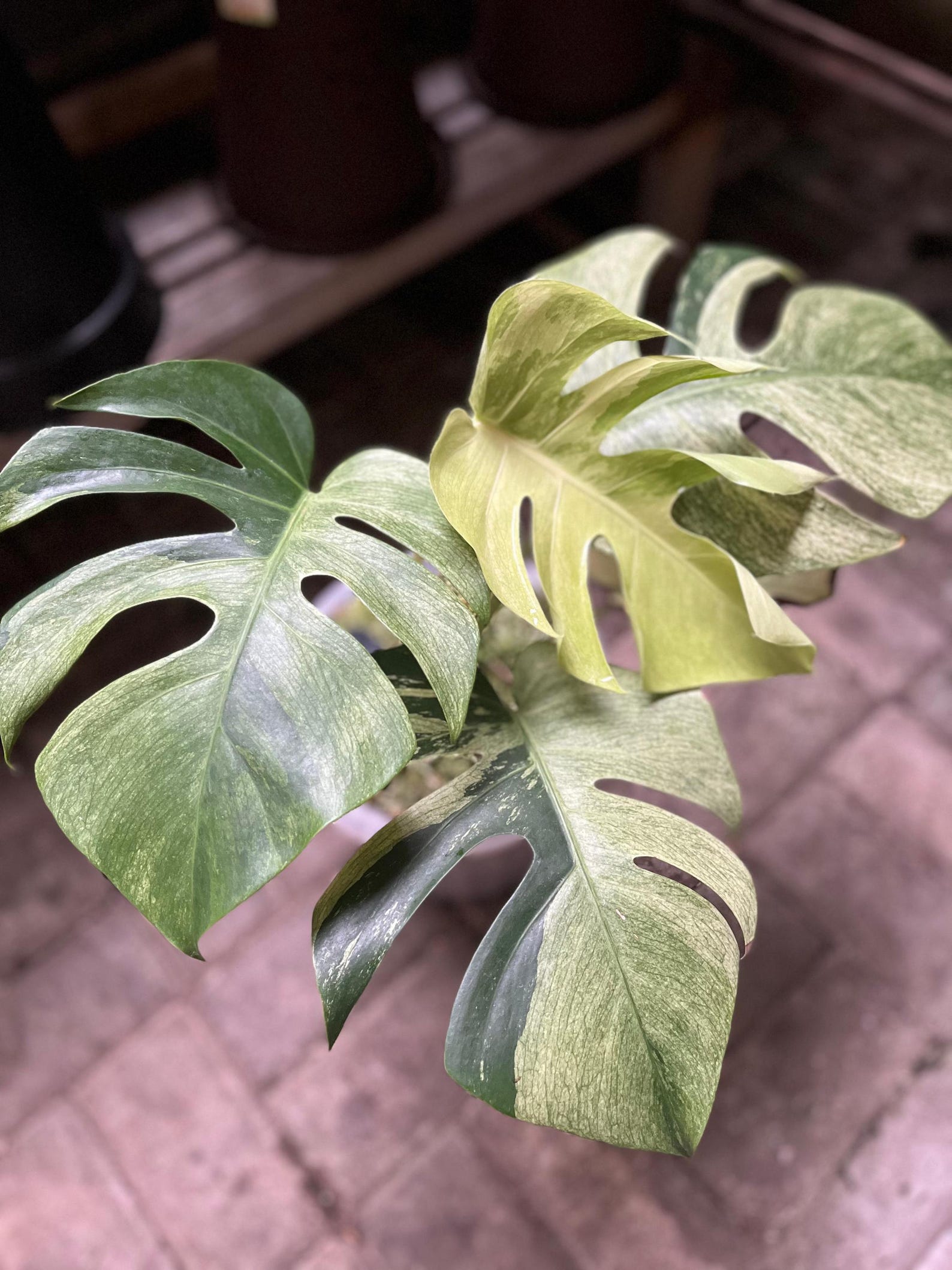 Variegated Monstera Plant: Mature, Luxurious Jungle Leaves ...