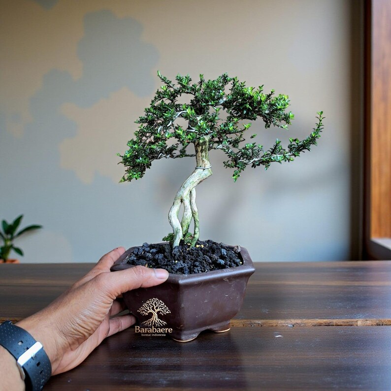 Serrisa Japonica Bonsai Tree | Tropical Japanese Maple | BC10 | 0A - Etsy