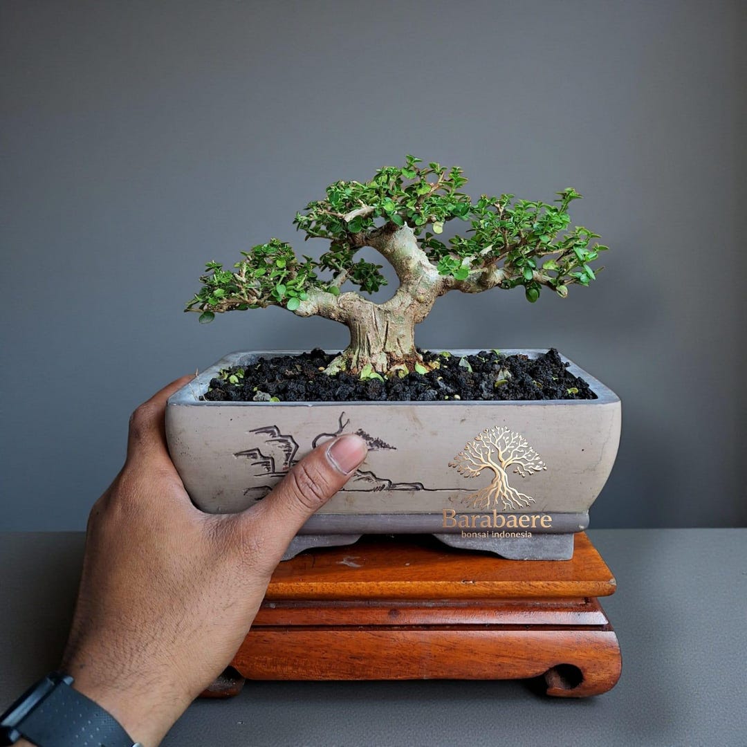 Premna Microphylla Bonsai Tree Real Pictur | BC09 | 0A - Etsy