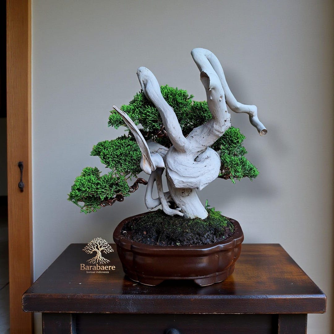Juniperus Chinensis Bonsai Tree With Tanuki Style | Actual Picture ...