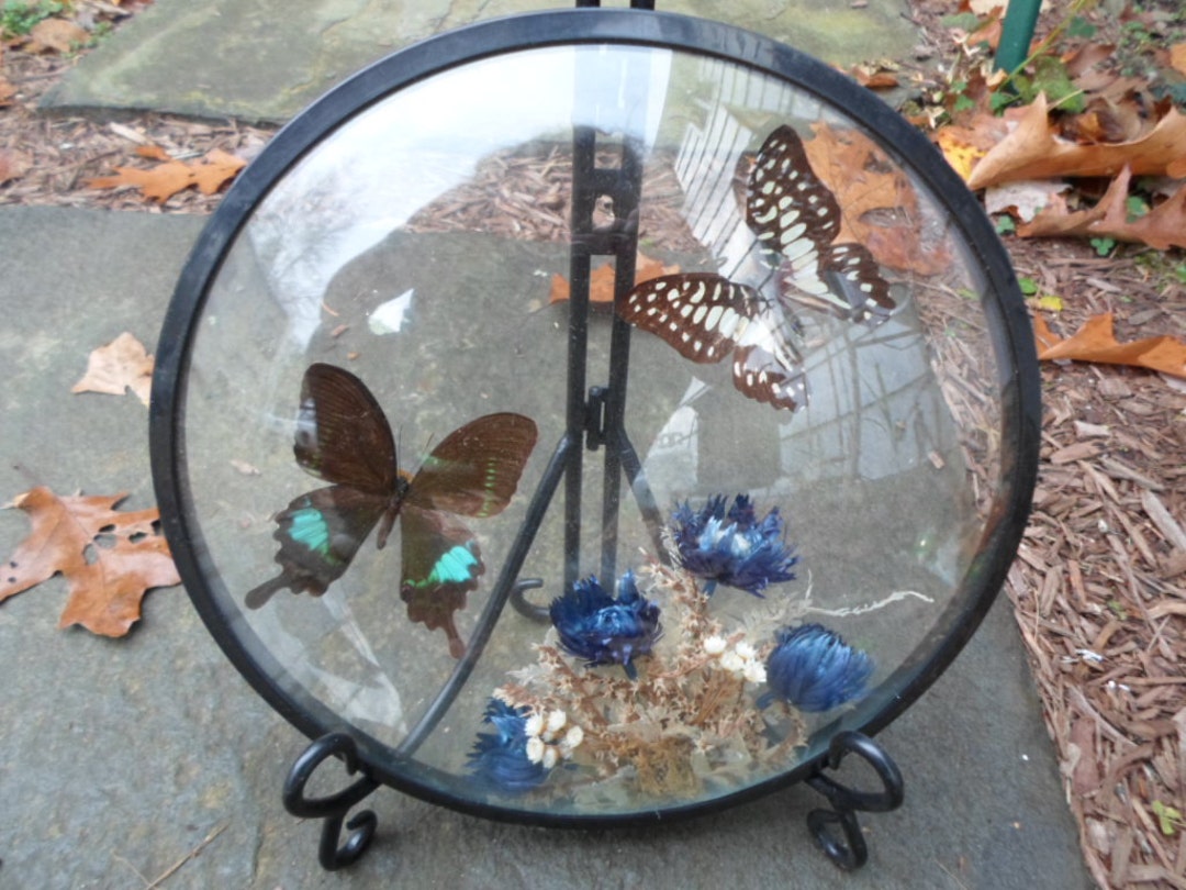 Vintage Glass Encased Butterfly Taxidermy & Dried Flowers 1960s 1970s ...