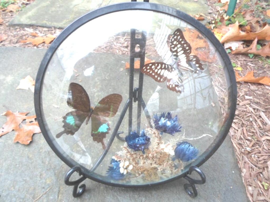 Vintage Glass Encased Butterfly Taxidermy & Dried Flowers 1960s 1970s ...