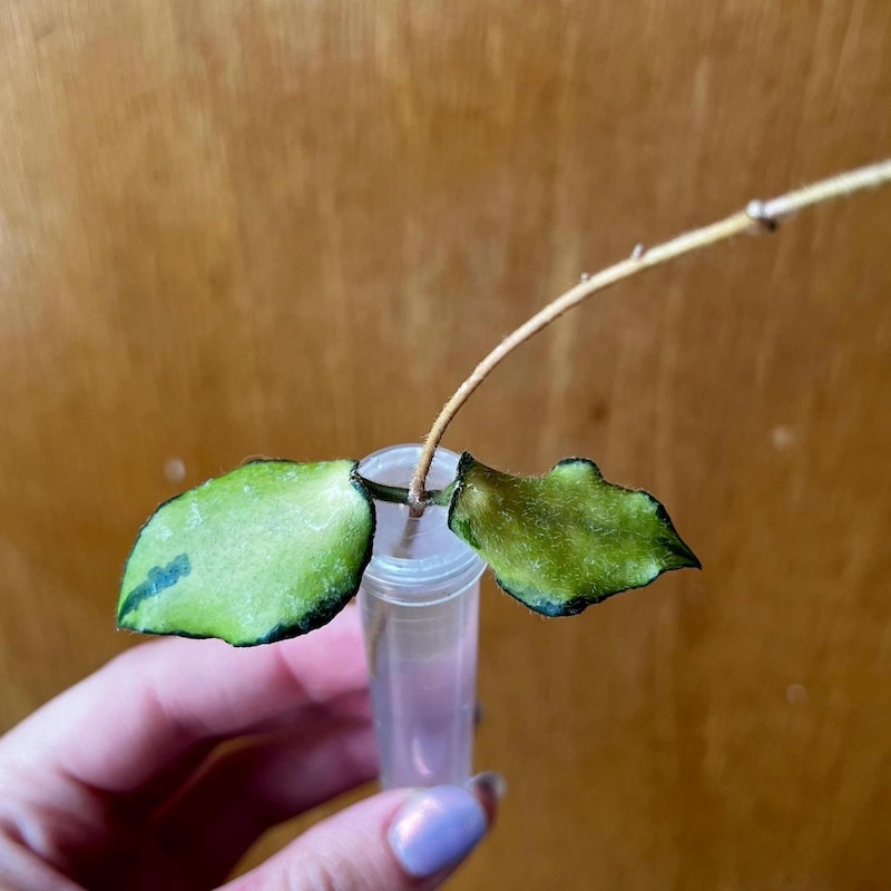 Hoya Caudata Variegated - Etsy