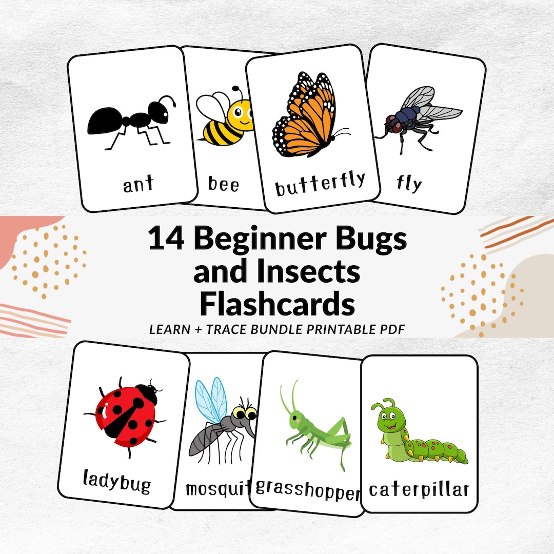 Printable Insect Flashcards – Bug Identification and Educational Game ...