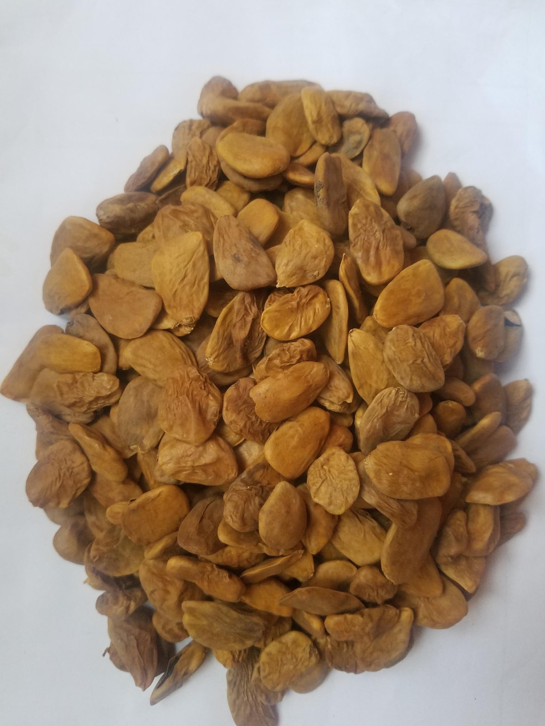 Picralima Nitida (akuamma Seeds) - Etsy