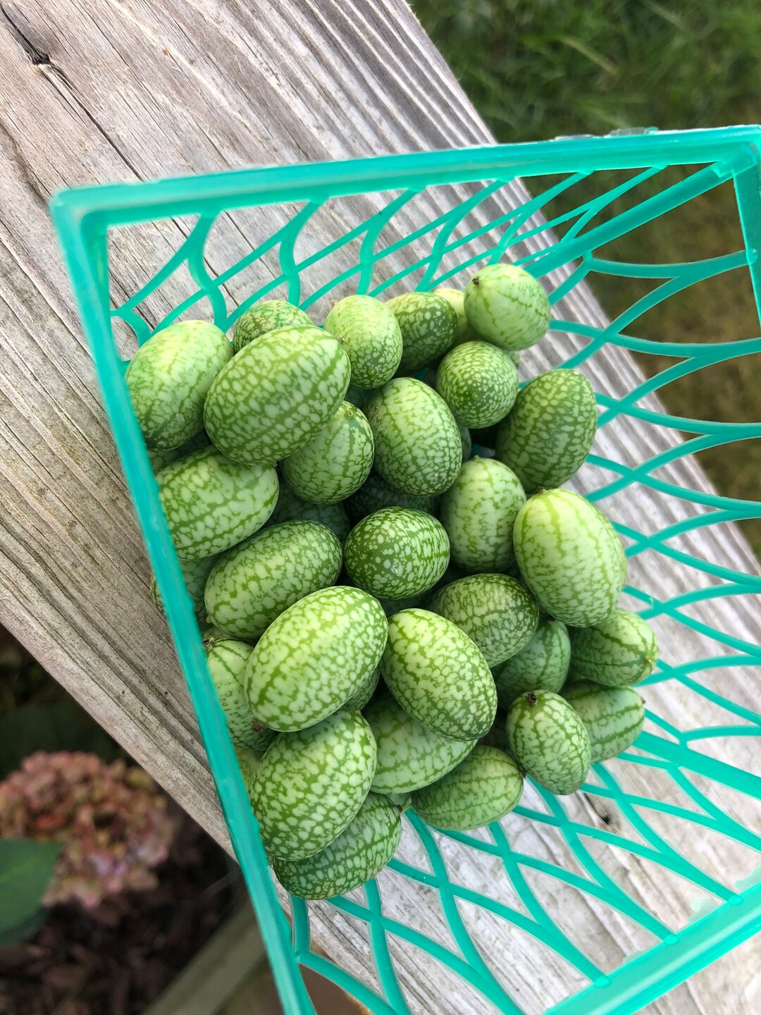 Cucamelon mouse Melon Mexican Sour Gherkin Seeds 90% Germination Rate ...