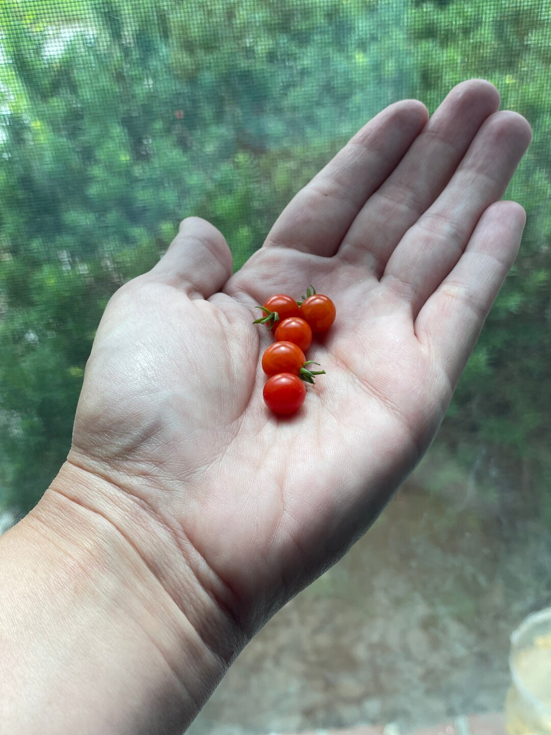 Spoon Tomato Seeds Tiny Tomato Heirloom Tomato Micro Tomato FREE ...