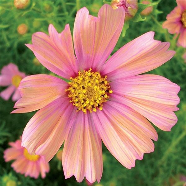 Cosmos-lemonade Pollinator Garden Cut Flower Garden - Etsy
