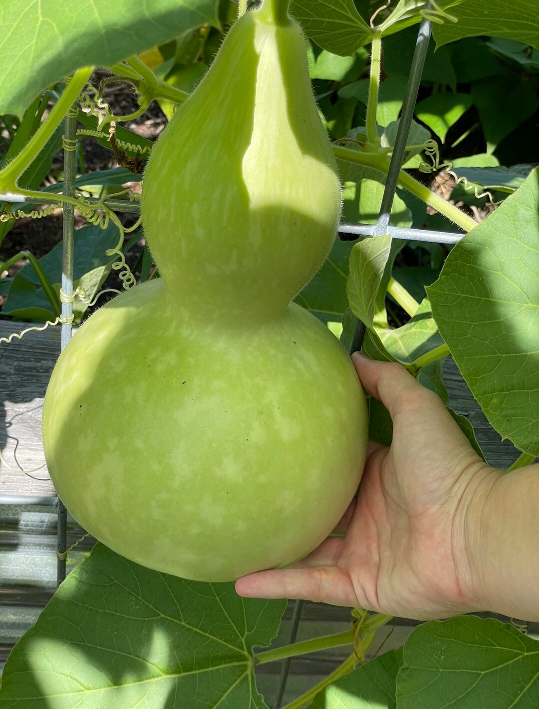 Bird House Gourd Seed-gourd-gourd Art- Trellis Gourd - Etsy