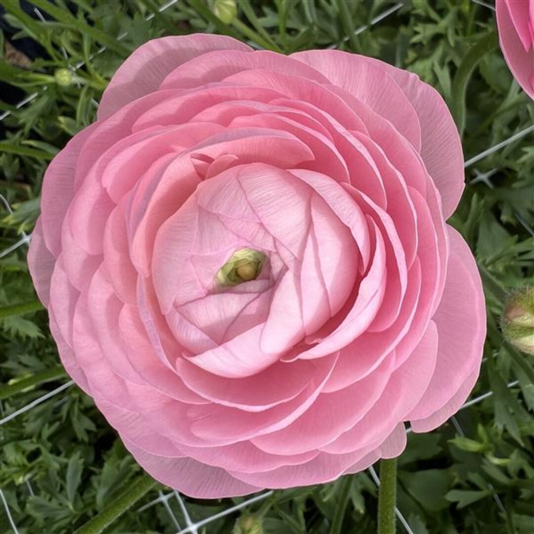 Ranunculus Half Clone Marshmallow Corms- Ships Sept 2024 for Fall ...