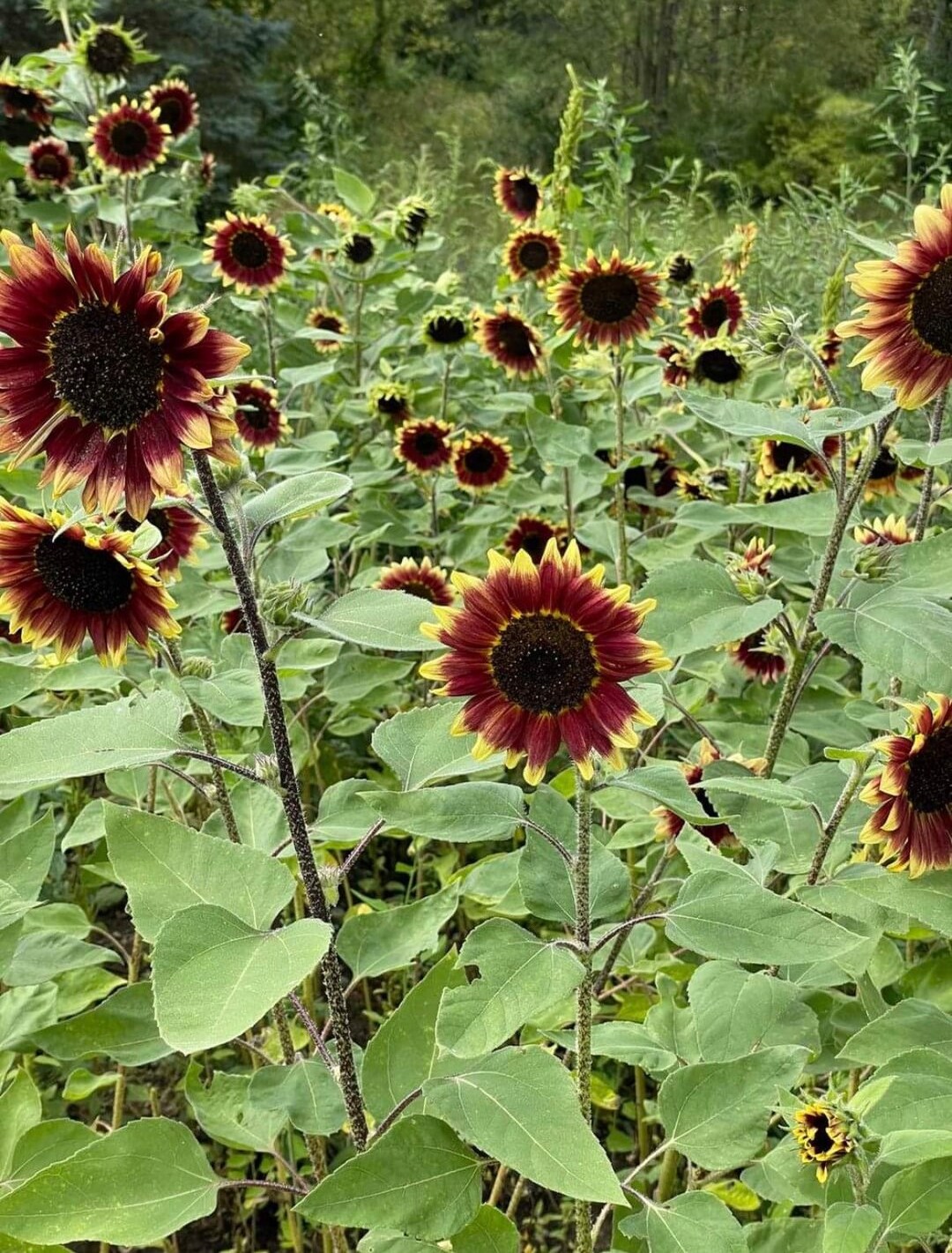 Florenza Sunflower Seeds- Chocolate Sunflower -free Shipping- - Etsy