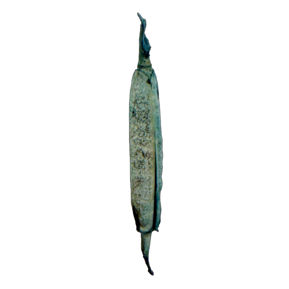 Teal Arugula Seed Pods: Natural Craft & Fairy Garden Supplies - Etsy