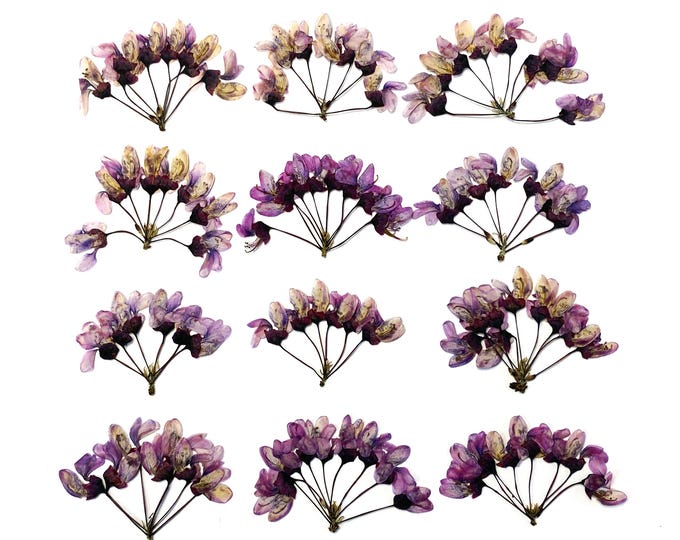 Pressed Red Bud Flower Clusters: Dried Botanicals for Resin Art - Etsy