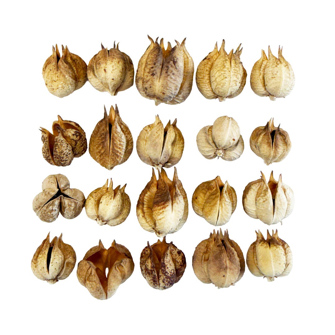 Whole Red Yucca Seed Pods: Dried Desert Botanicals, Art & Craft Supply ...