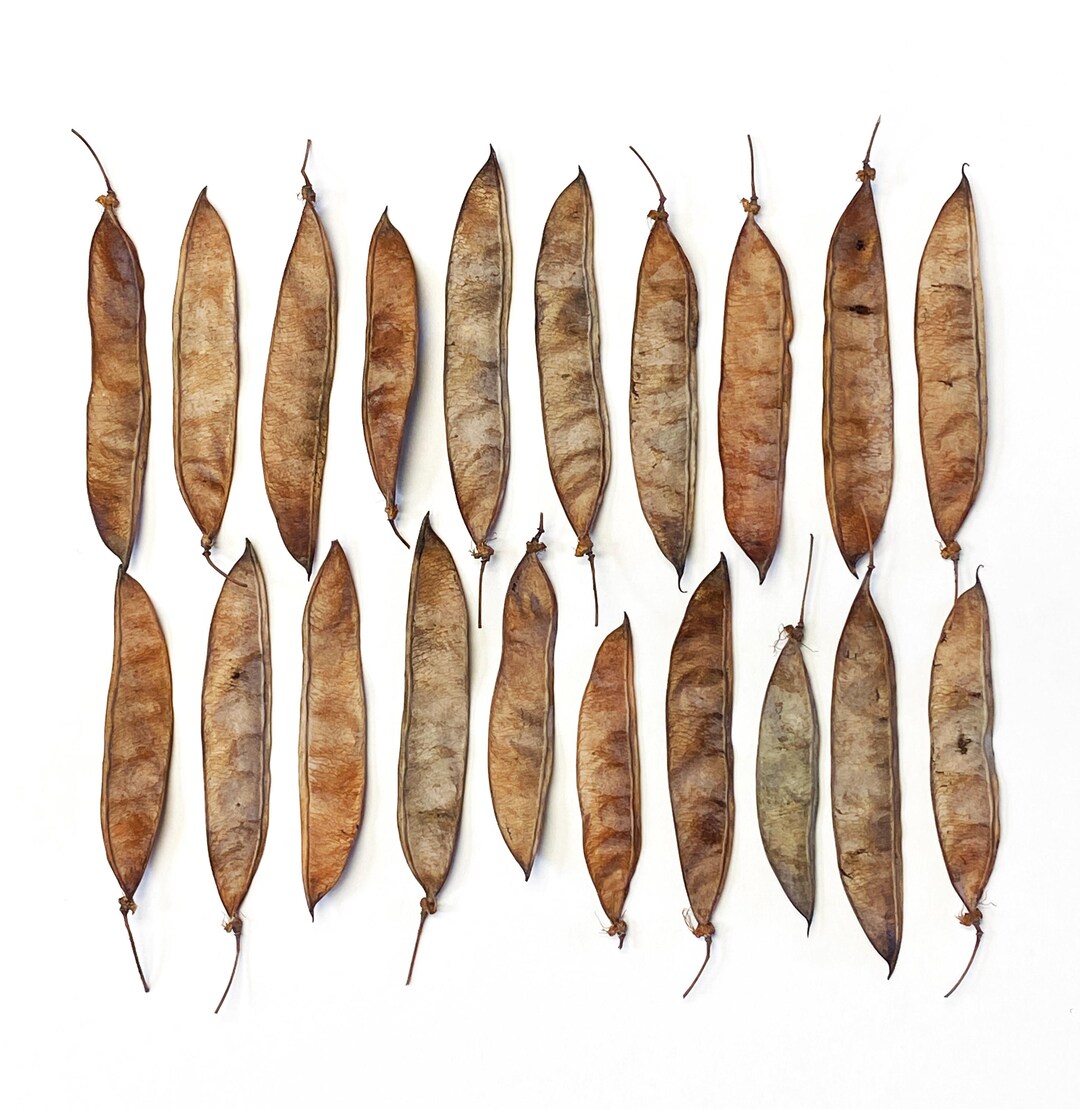 Locust Tree Seed Pods: Dried Botanicals, Art & Craft Supply - Etsy