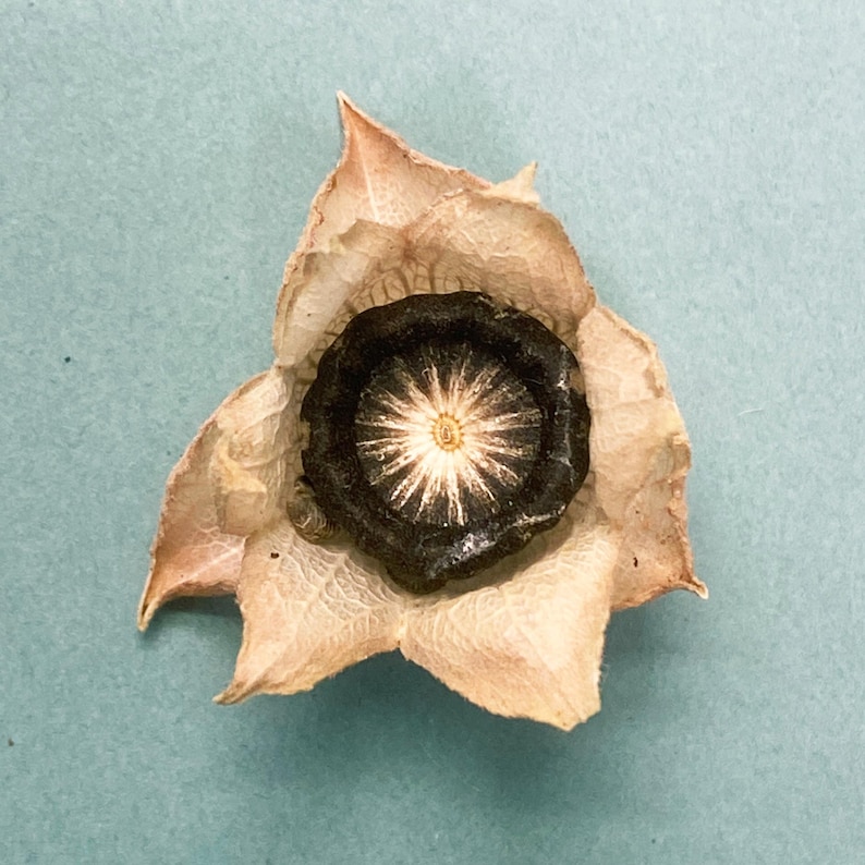 Dried Rose Mallow Seed Pods: Natural Craft Supply - Colorado Grown - Etsy