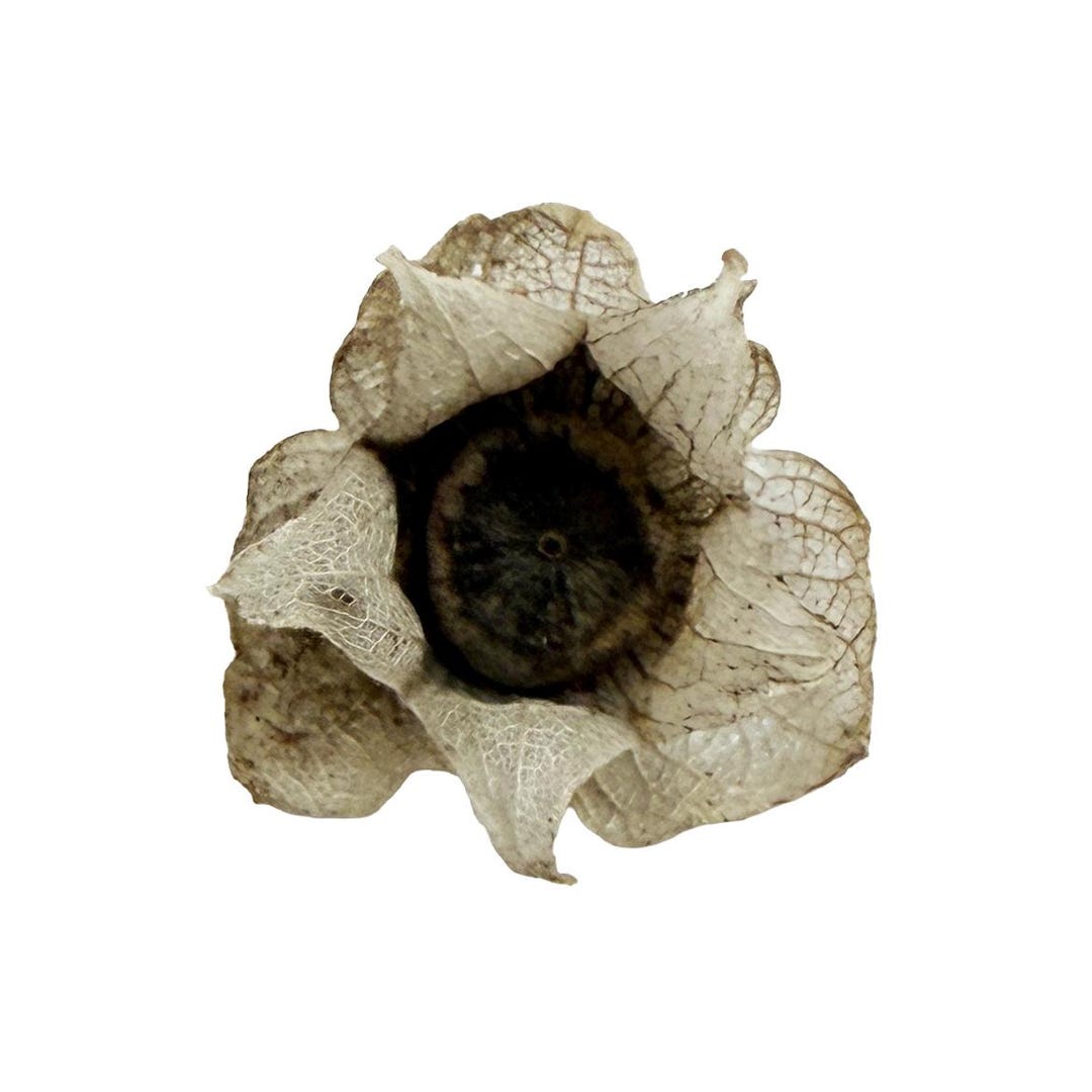 Dried, Weathered Rose Mallow Seed Pods: Natural Craft Supply - Colorado ...