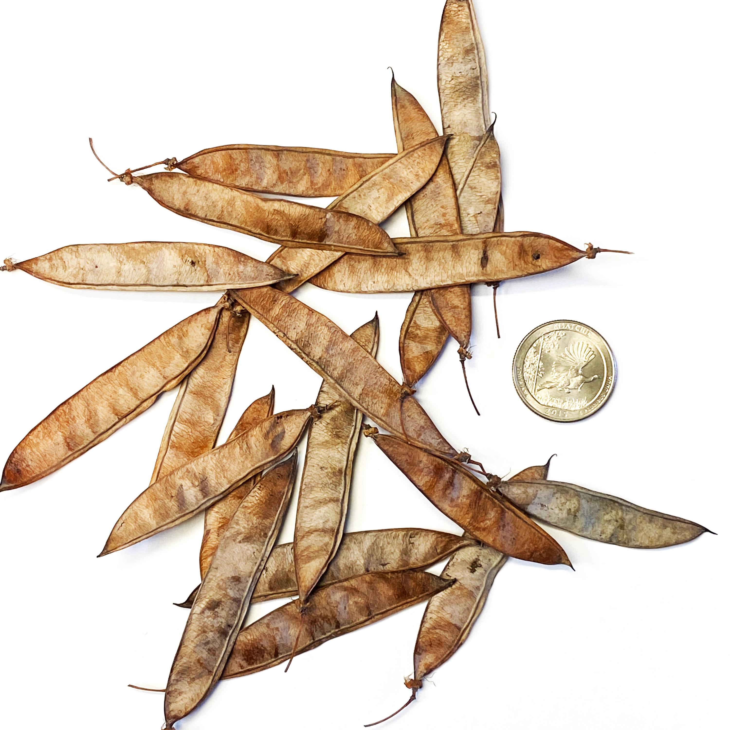 Locust Tree Seed Pods: Dried Botanicals, Art & Craft Supply - Etsy