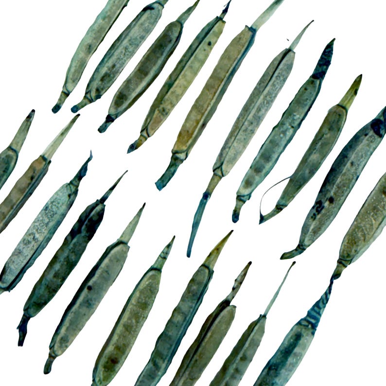 Teal Arugula Seed Pods: Natural Craft & Fairy Garden Supplies - Etsy