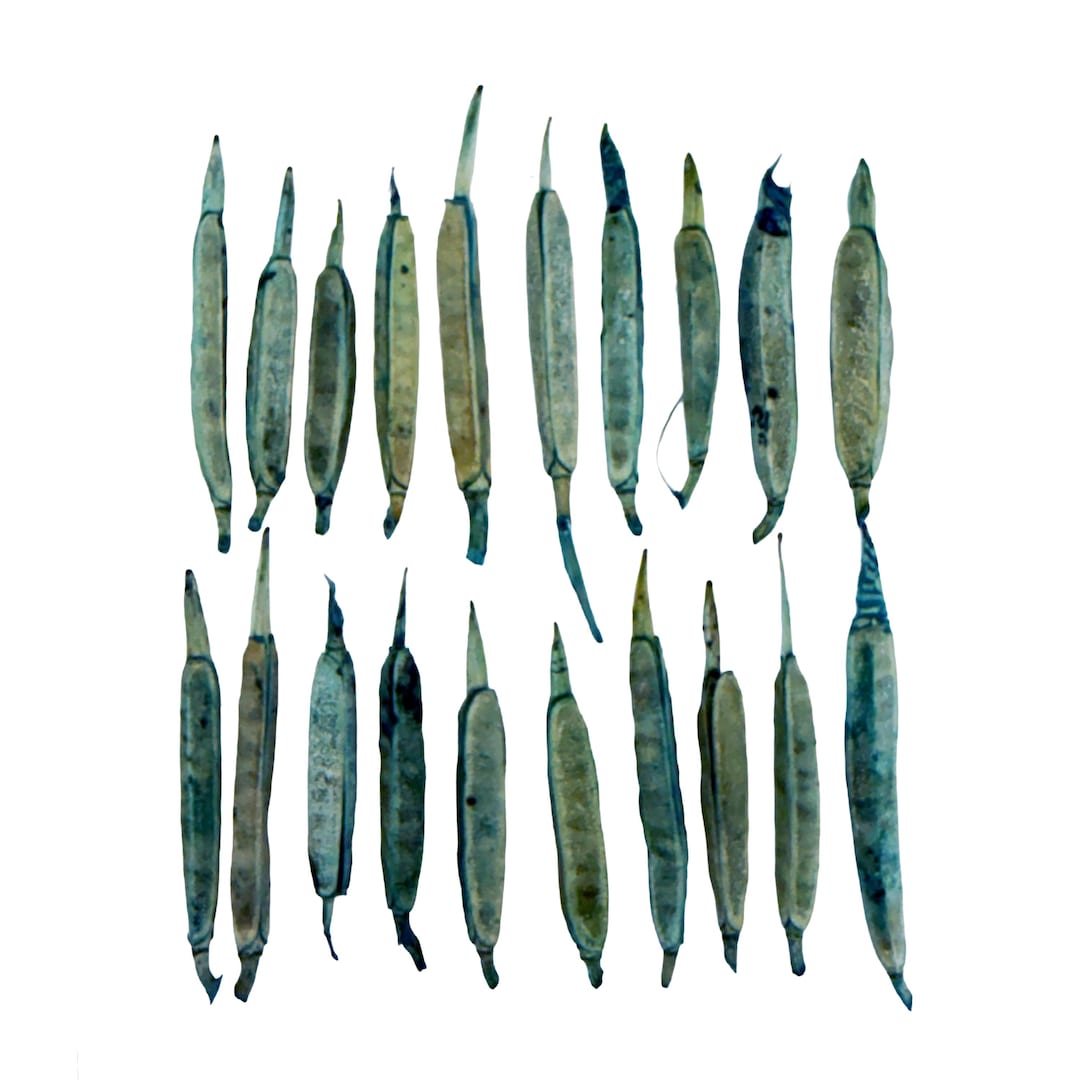 Teal Arugula Seed Pods: Natural Craft & Fairy Garden Supplies - Etsy