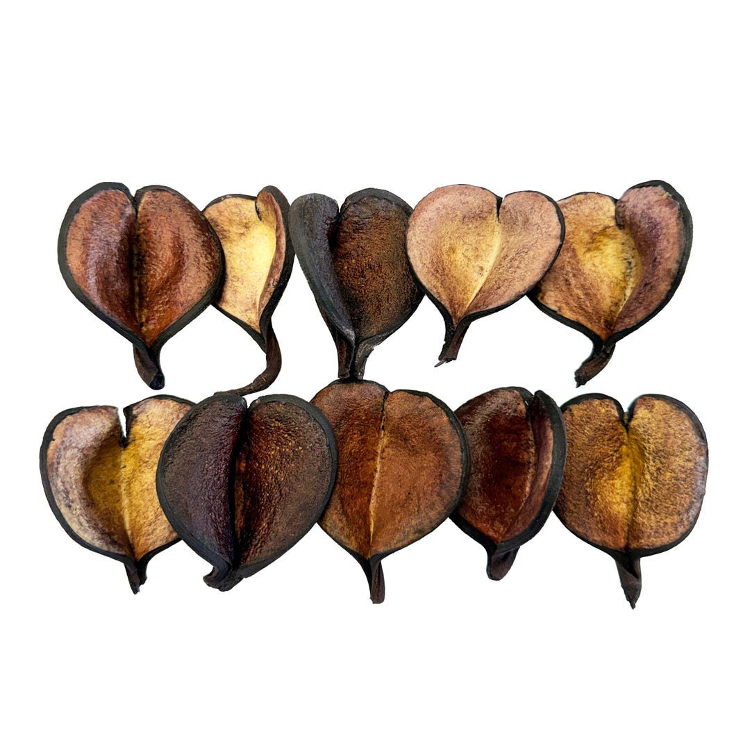 Brown and Tan Heart Shaped Seed Pods: Hand-dyed Craft Supply - Etsy