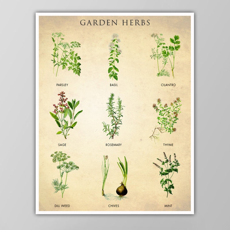 Herb Poster - Etsy