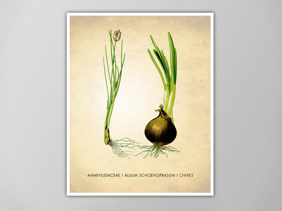 Chives Art Print - Kitchen Herbs Poster - Cooking Decor - Art for ...