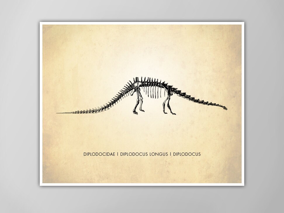 Diplodocus Art Print Natural History Poster Dinosaur Wall - Etsy