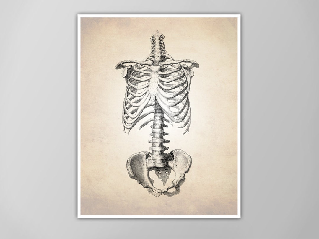 Human Anatomy Art Print - Skeletal Frame Illustration - Skeleton ...