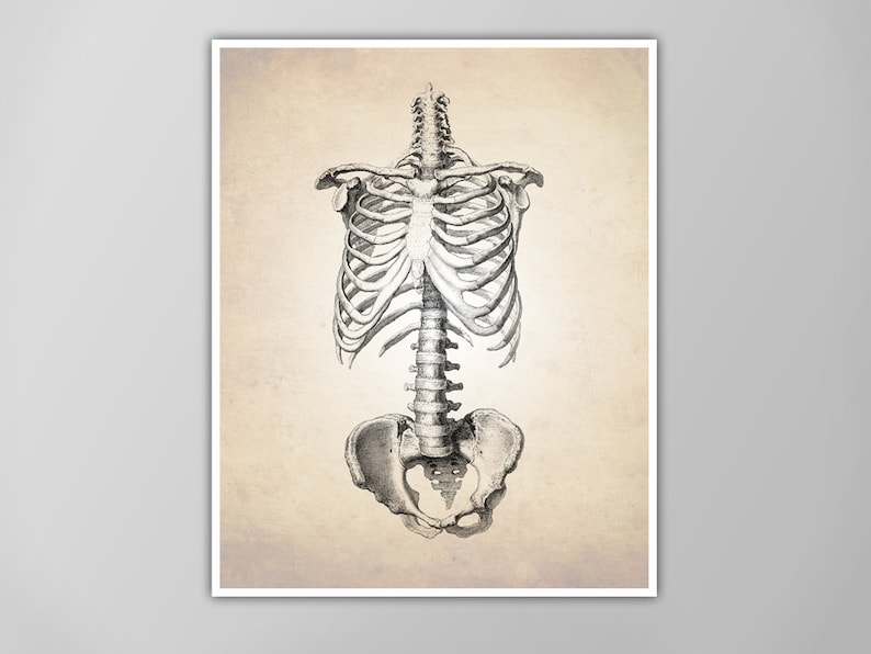 Human Anatomy Art Print Skeletal Frame Illustration - Etsy