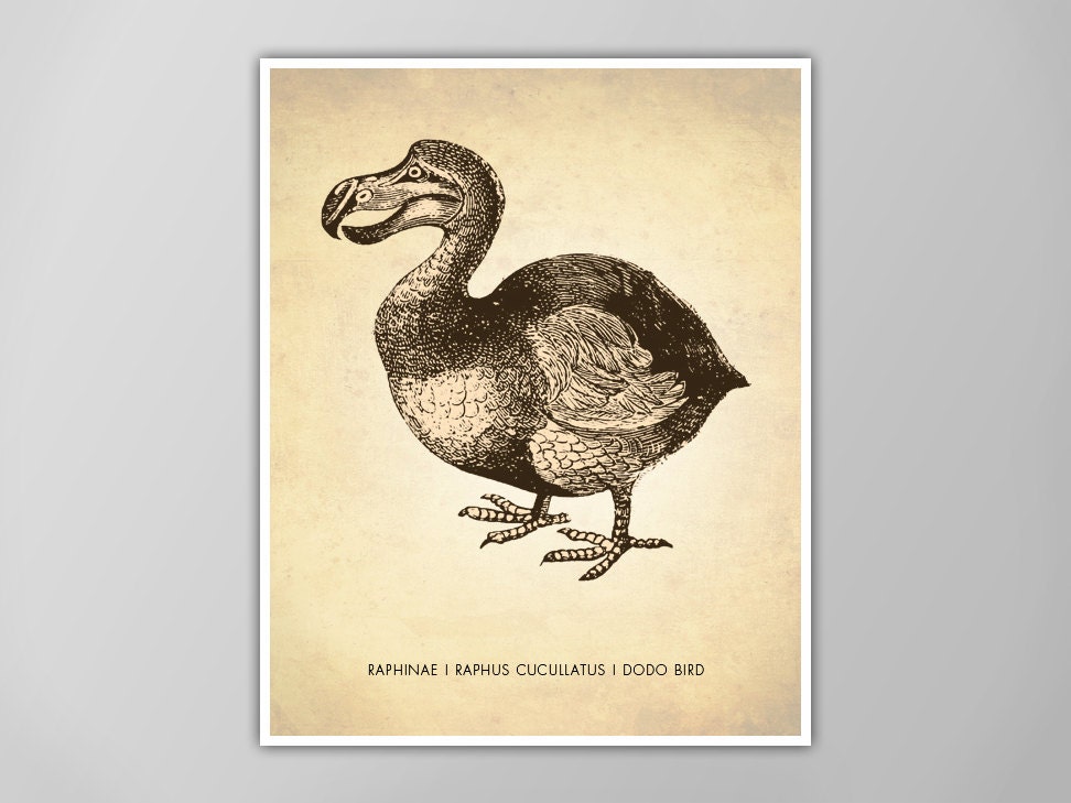 Dodo Bird Print - Natural History Decor - Scientific Wall Art - Dodo ...
