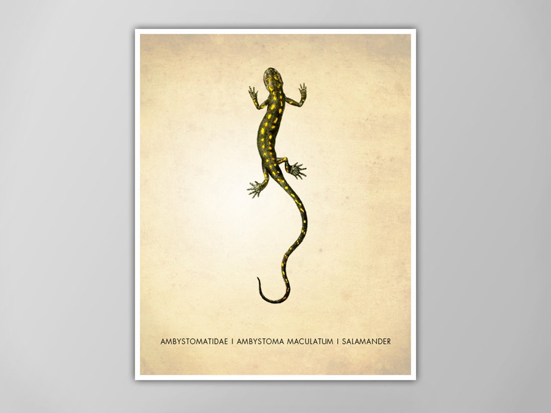 Salamander Art Print - Biology Poster - Science Classroom Decor ...