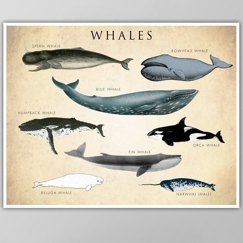 Species Of Whales