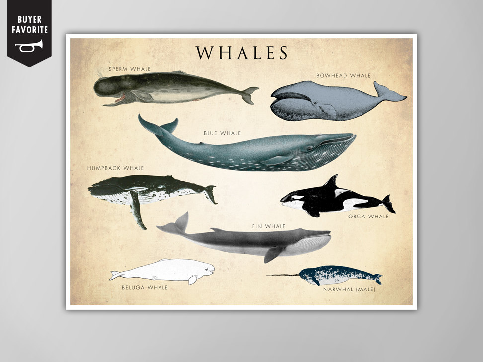 Whale Scientific Illustration