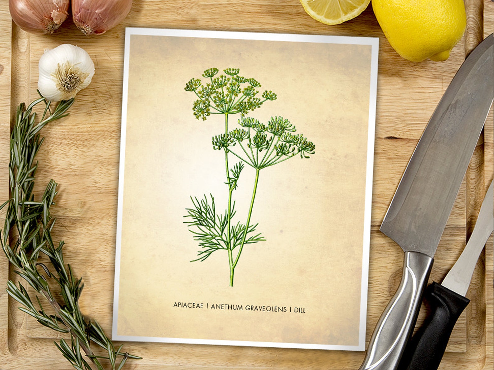 Dill Weed Art Print - Herb Poster - Herbs and Spices - Kitchen Wall Art ...
