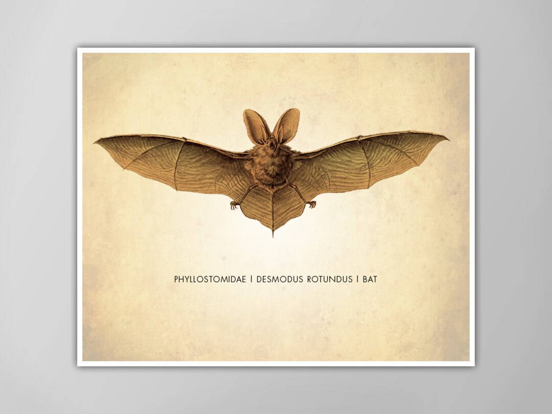Bat Art Print - Natural History Poster - Scientific Decor - Flying Bat ...